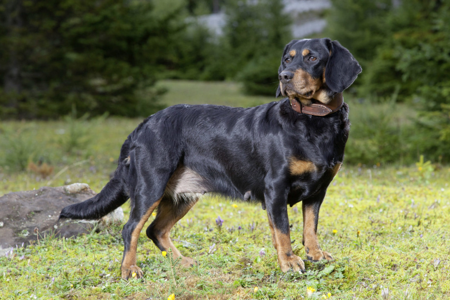 Jagdhunde | Tiroler Jägerverband