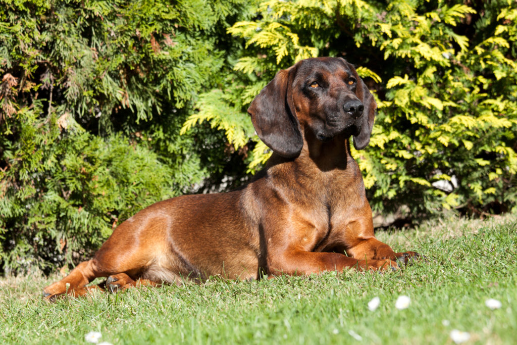 Jagdhunde | Tiroler Jägerverband