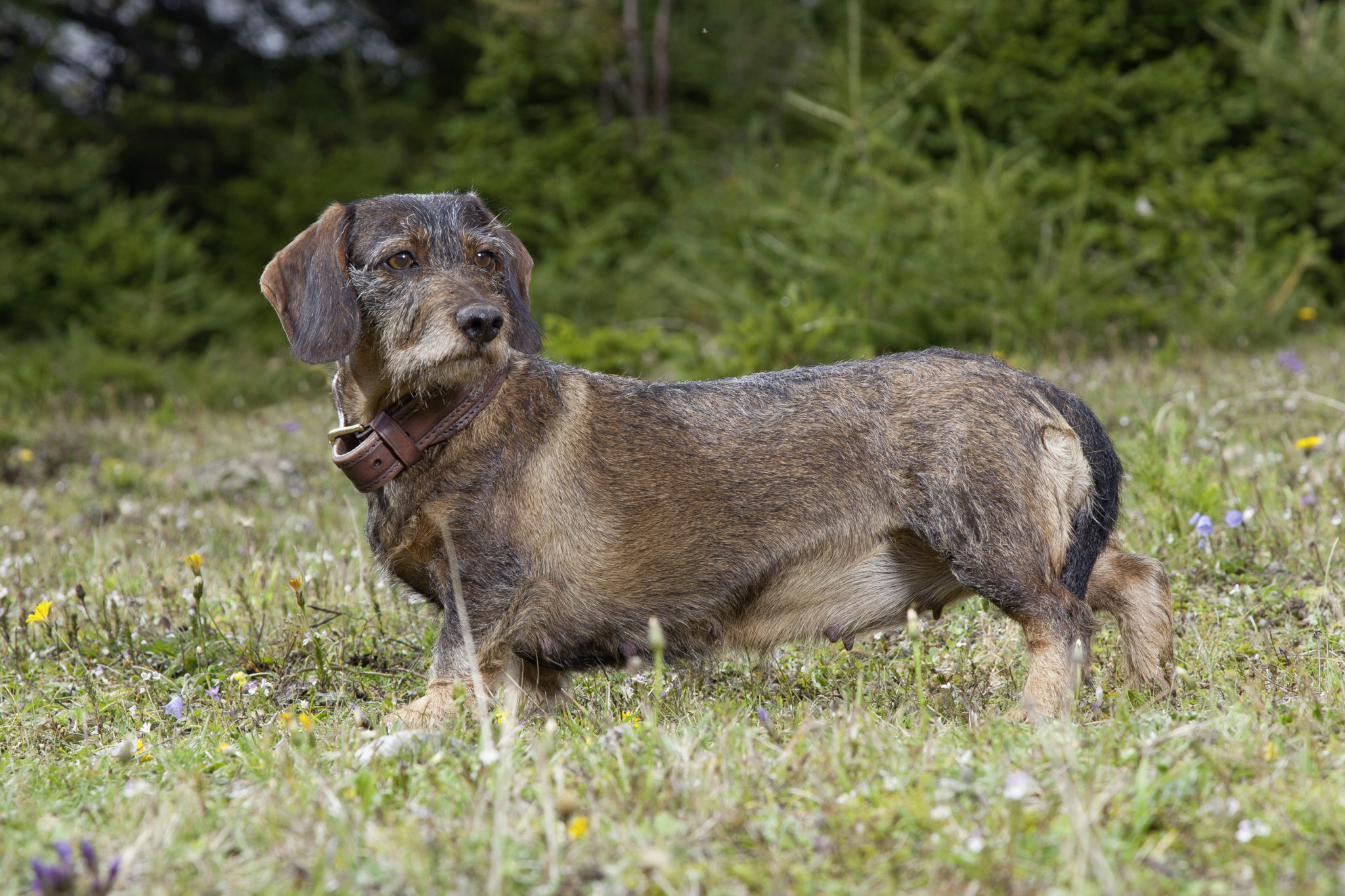 Jagdhunde | Tiroler Jägerverband