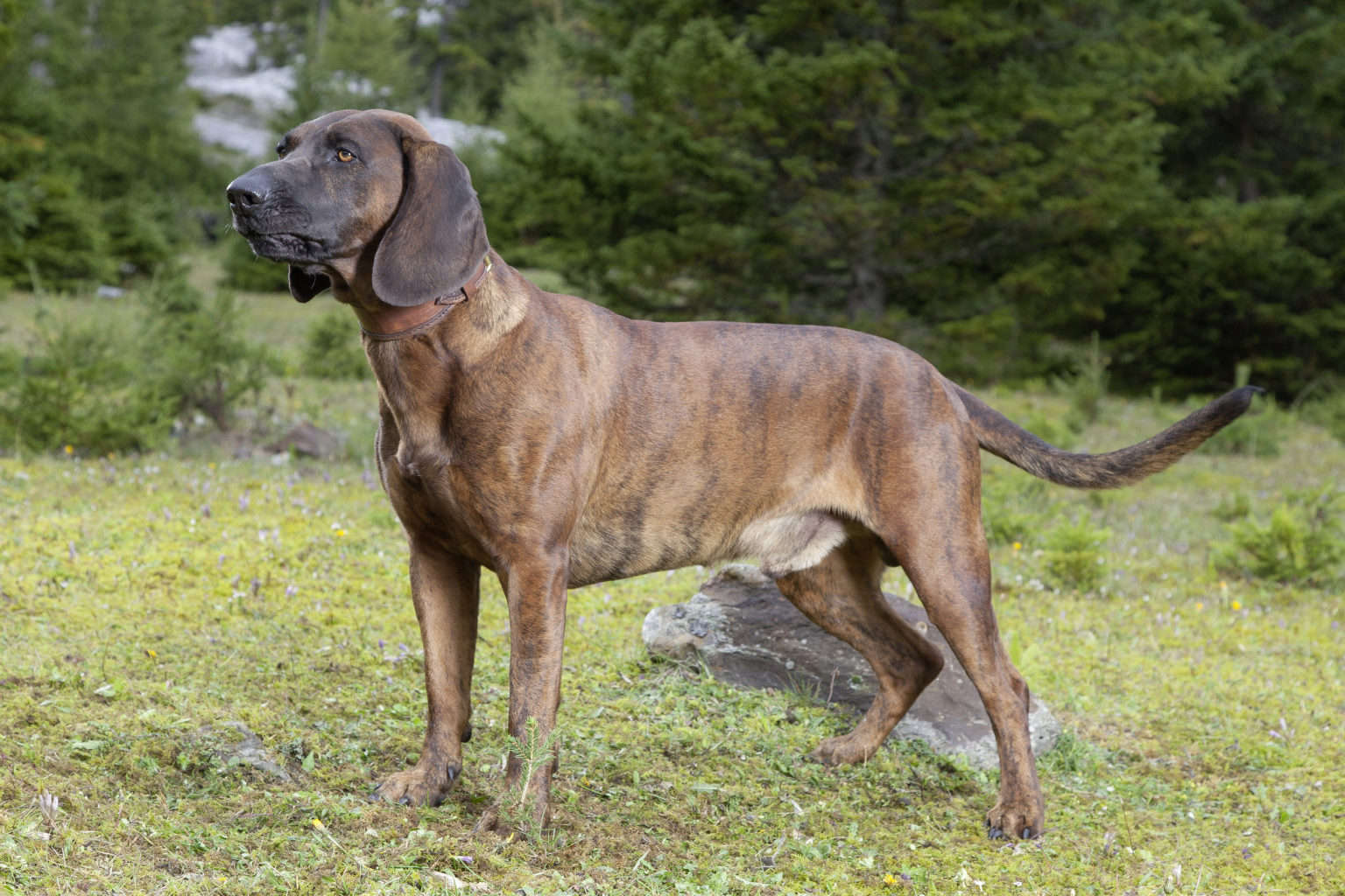 Jagdhunde | Tiroler Jägerverband